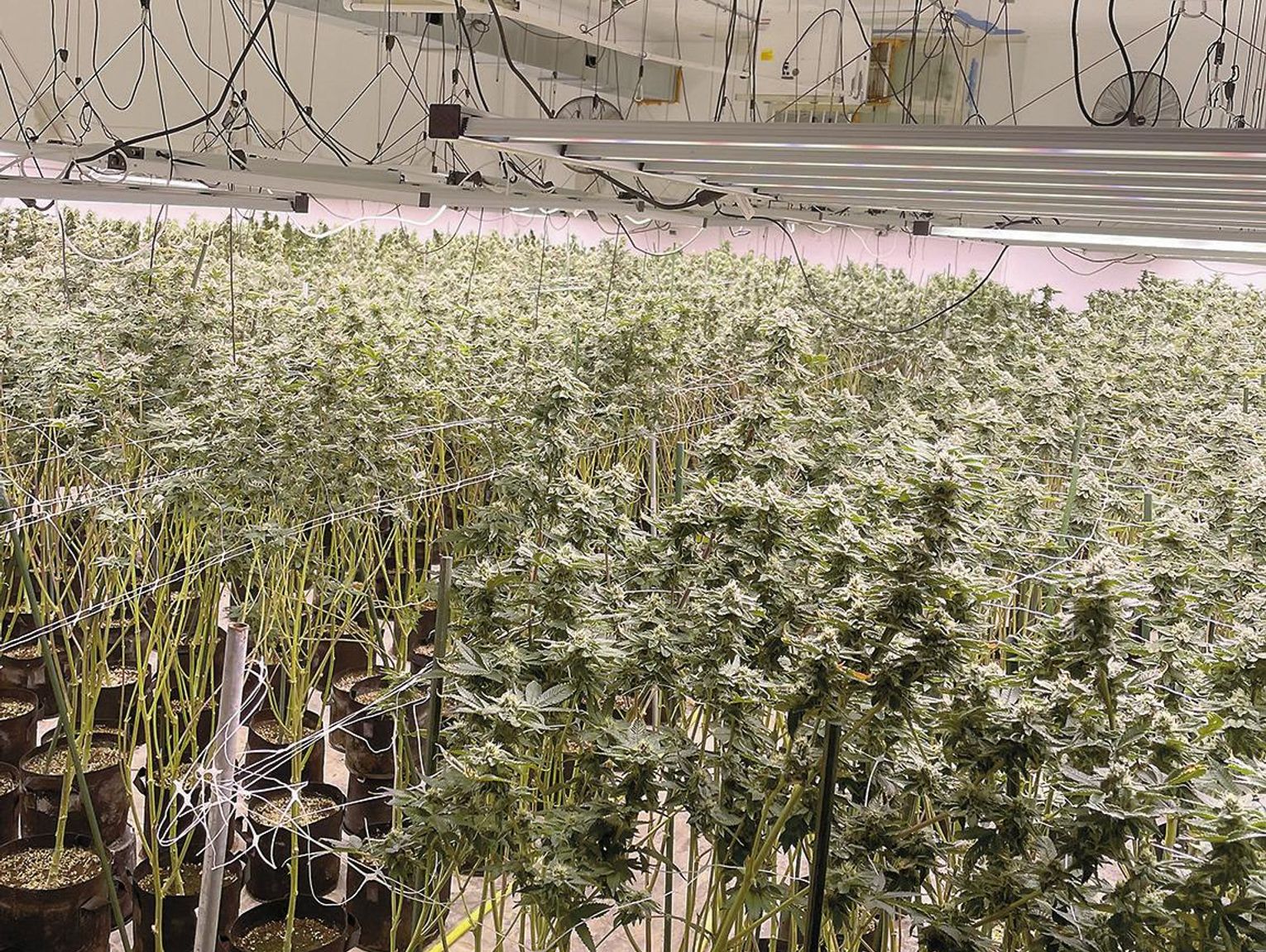 Marijuana Grow Facility Shut Down; Five Arrested
