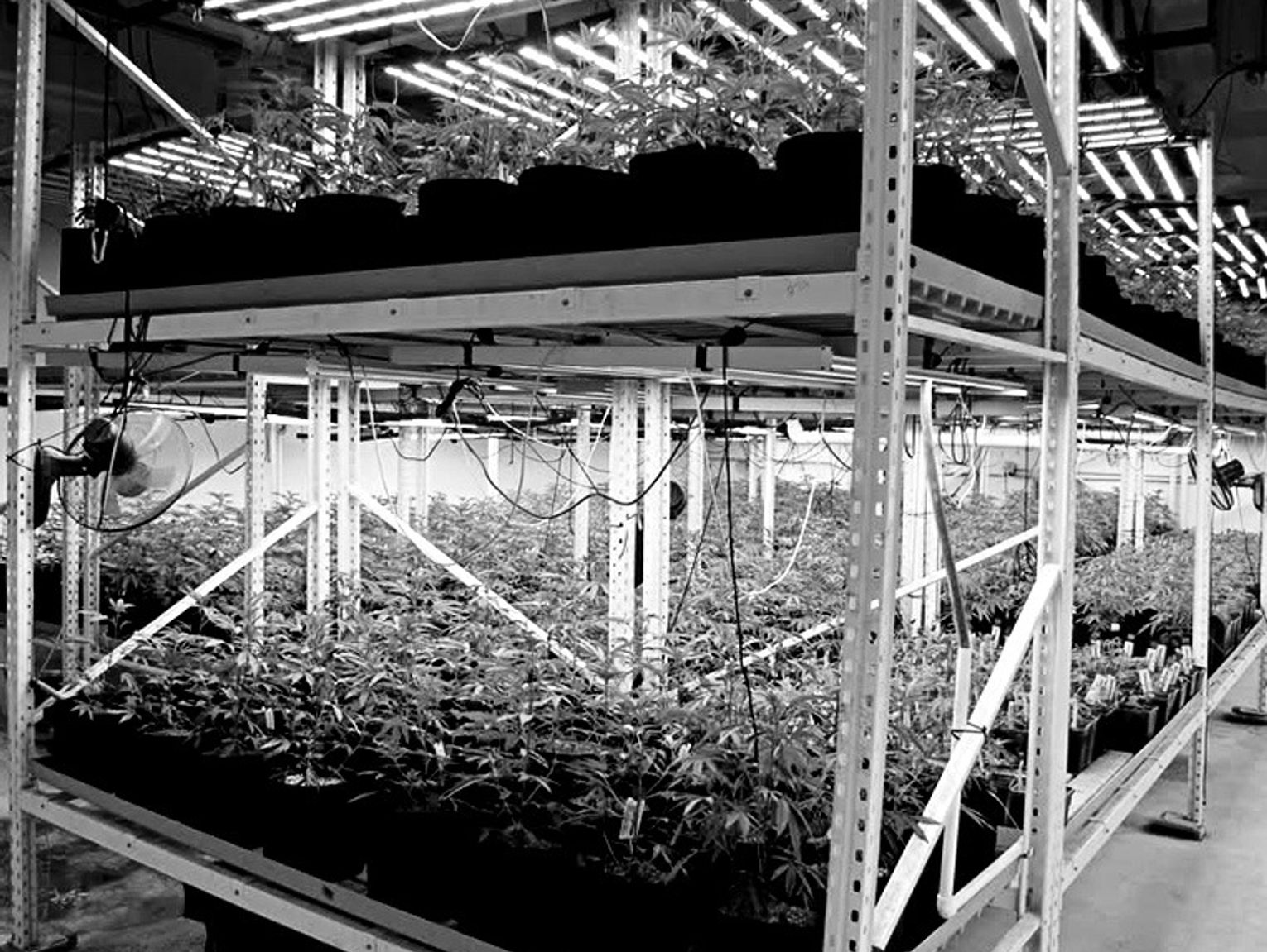 Pot Grow Operation Taken Down Here